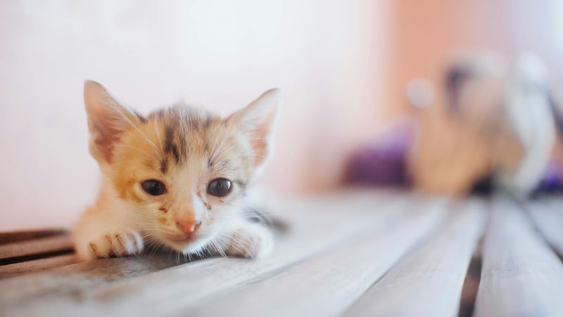 8 Reasons Why A Cat Might Act Aggressively Toward Its Owner