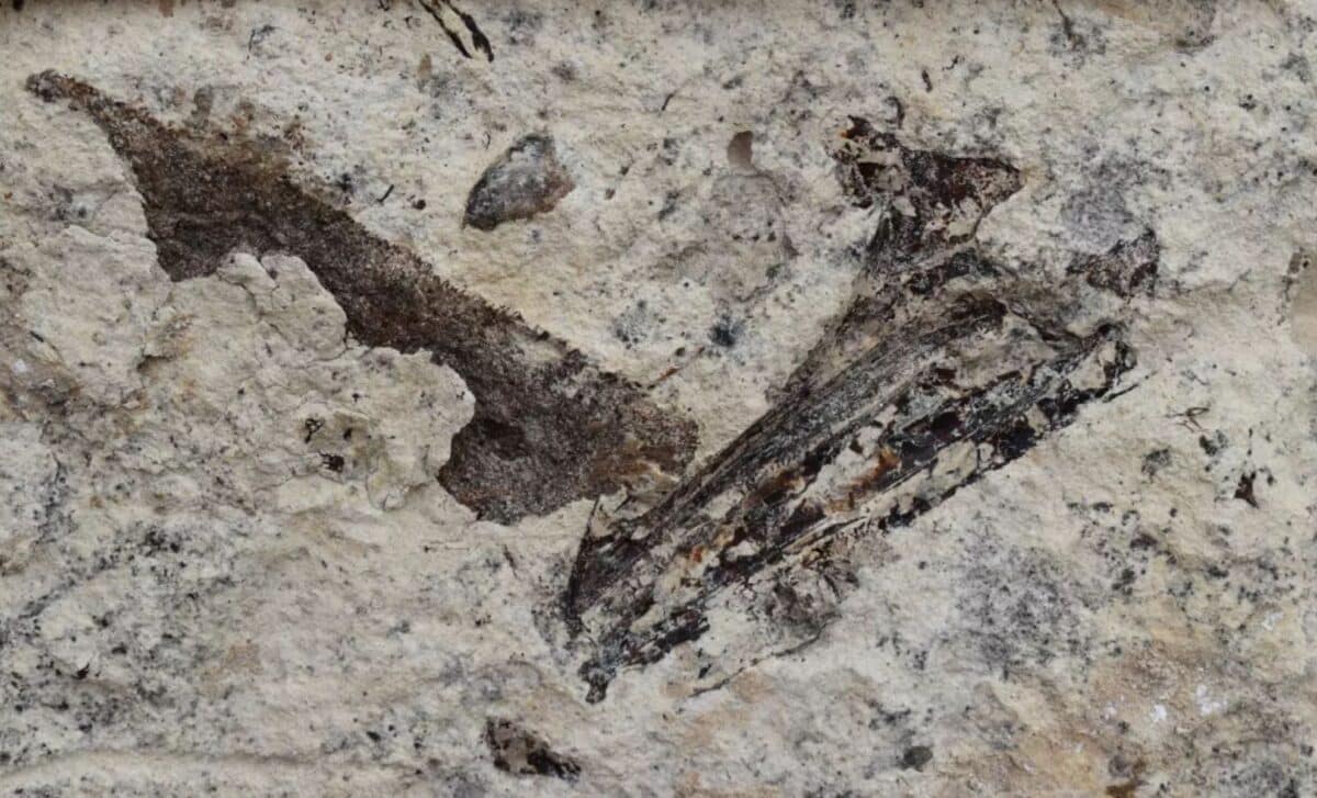 Nine Million-Year-Old Fossil Sea Creatures Discovered Under School Grounds