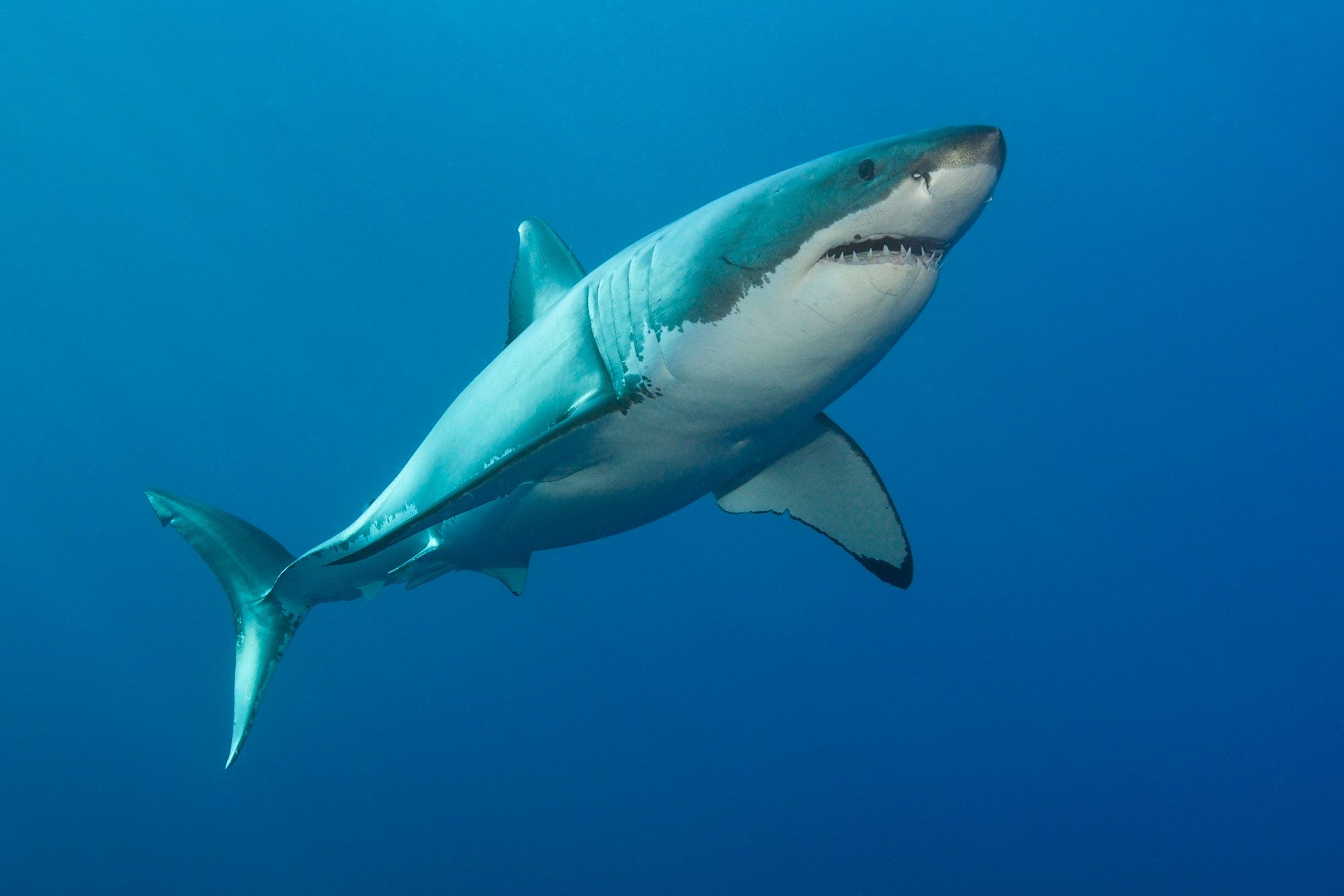 Boy, 14, Fighting for His Life After Being Bitten by Shark While ...