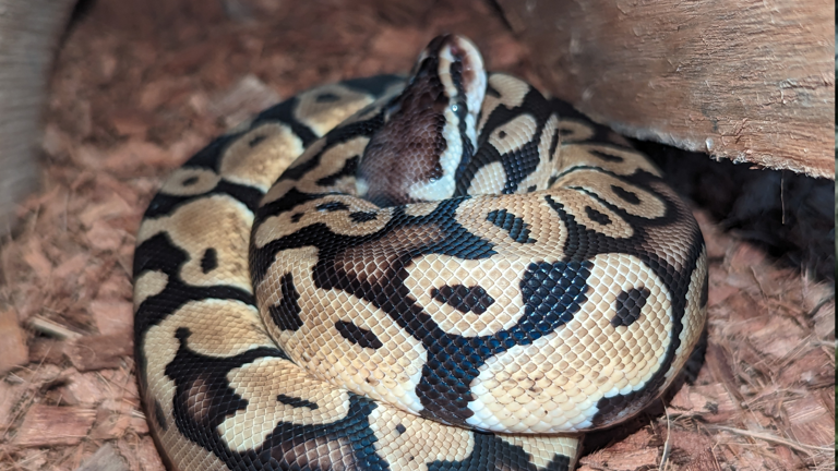 World's oldest captive snake lays viable eggs after 15 years, without a ...
