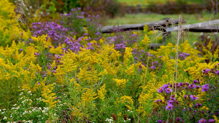 The Best Plants To Grow For A Biodiverse Garden