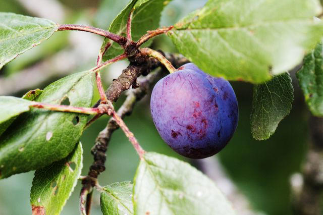 The Forgotten Fruit That Still Tastes Like My Grandmother's Kitchen