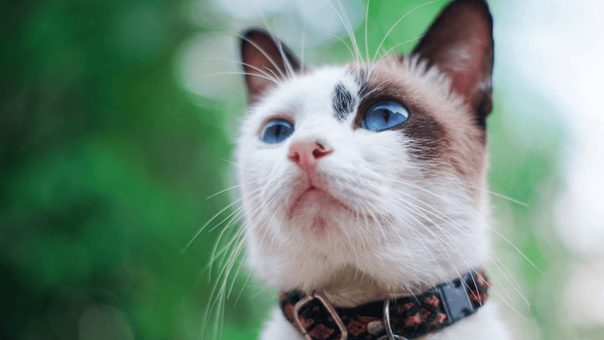 9 signs your cat thinks you're his servant (and he's the real boss)