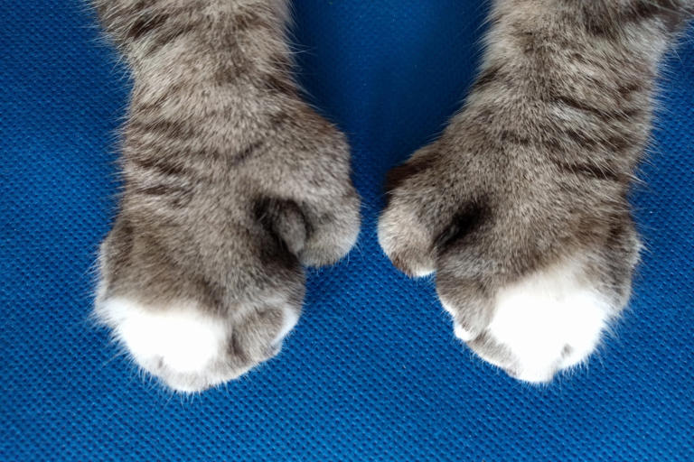 Tiny Polydactyl Kitten Looks Like She’s Always Giving a Thumbs-Up