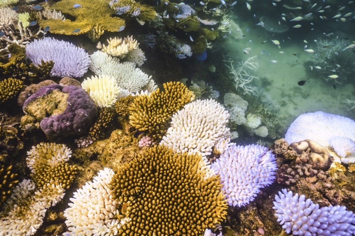 Met het afsterven van koraalriffen is eerste klimatologisch omslagpunt gerond