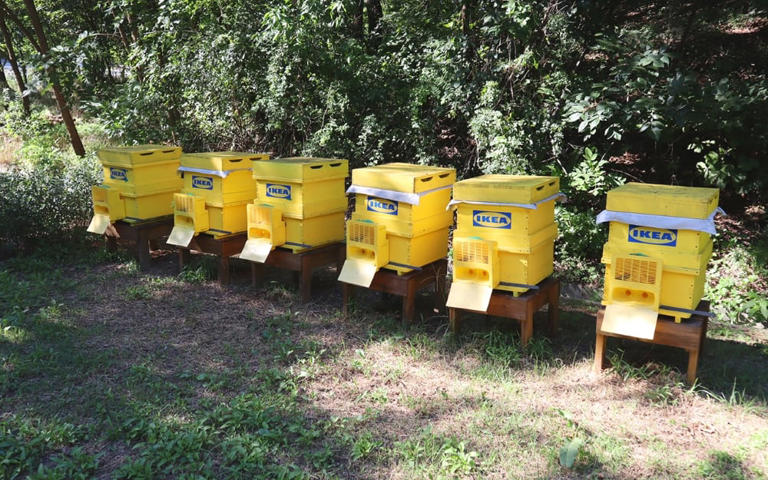IKEA Korea Harvests Honey Through Urban Beekeeping Initiative