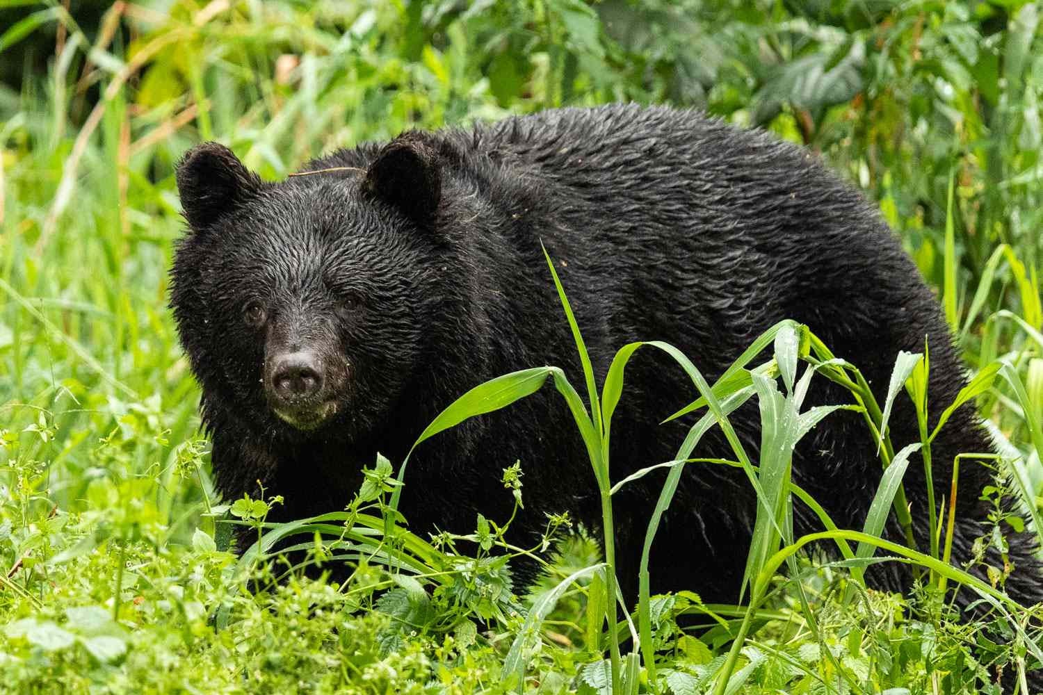 3 People Mauled to Death by Bears in Span of 1 Week, Including Man Who ...
