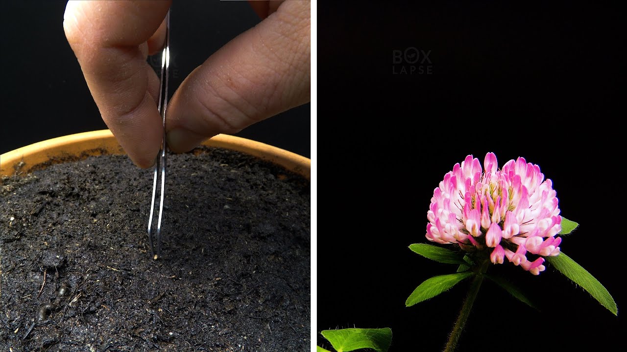41 Days of Red Clover - Seed to Bloom Time Lapse