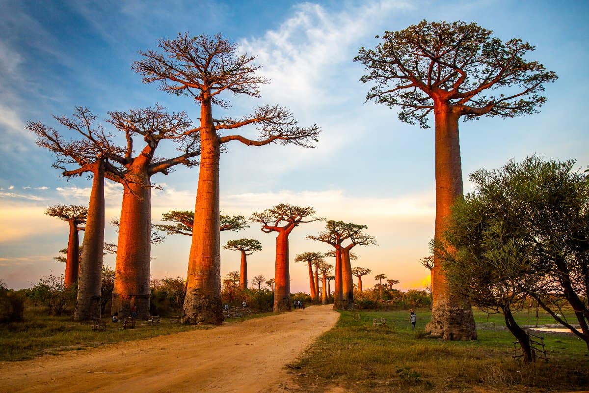 15 Beautiful Trees Found Around the World