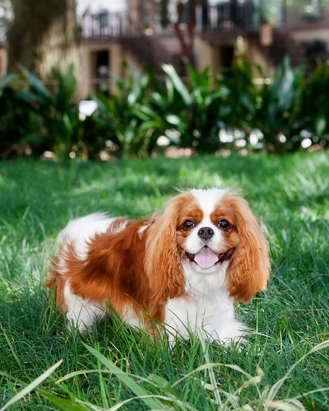 6 Types of Spaniels Who Will Instantly Love You, Experts Say