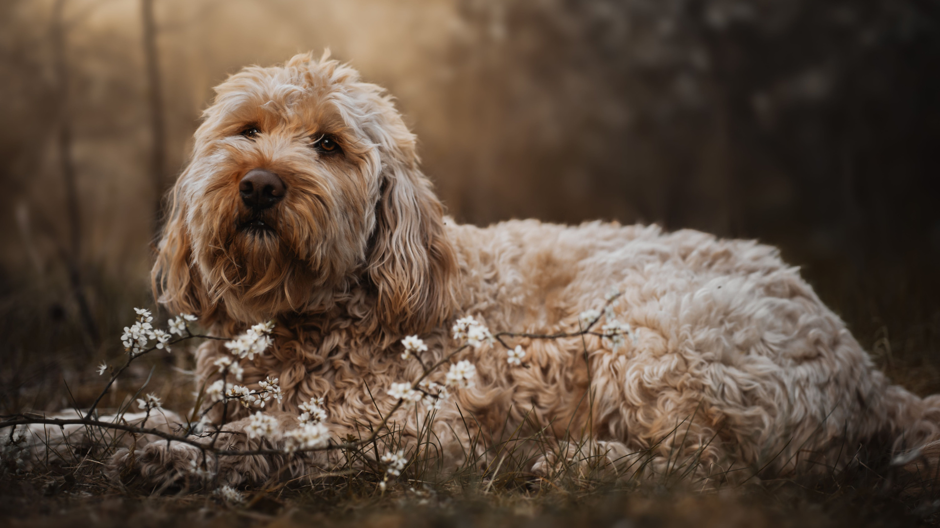 12 Beloved Dog Breeds That Are Quietly Disappearing