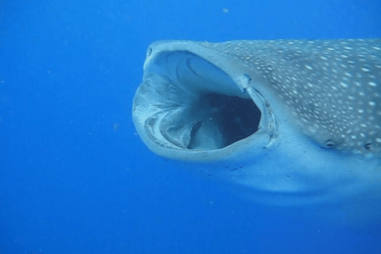 Largest Fish Ever Found in the Pacific: A 60-Foot Giant That Will ...