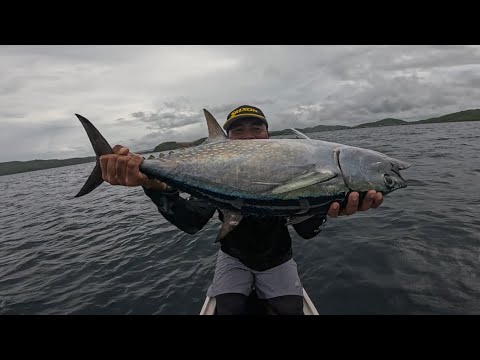 Another big catch, the tuna just keep coming in