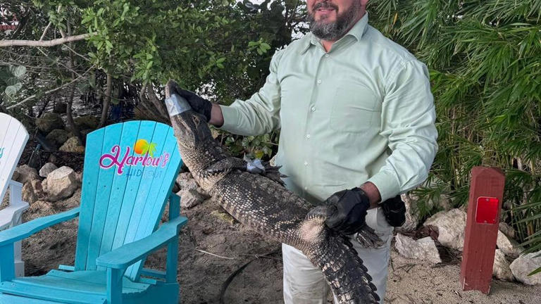 Week in Images: Golf course explosion, gator walks into a bar, turtle ...