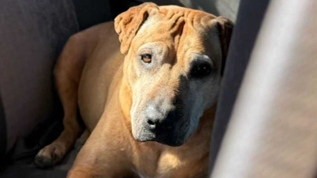 Perth family's heartbreak after dogs stabbed on morning walk