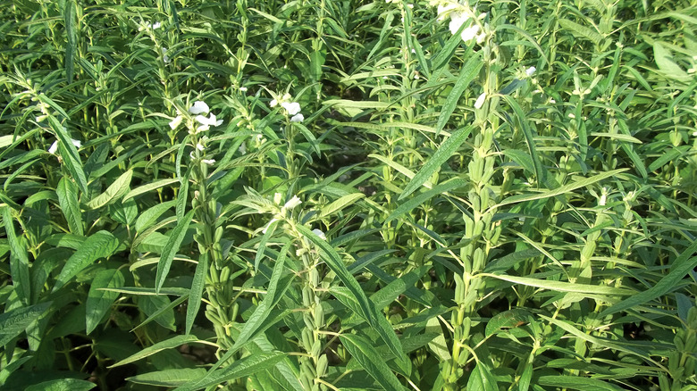 What Are Sesame Seeds Really?