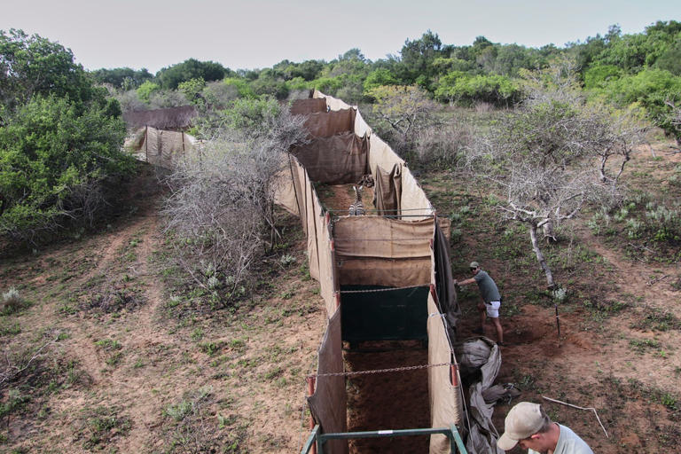 Reviving this African game reserve meant catching and transporting ...