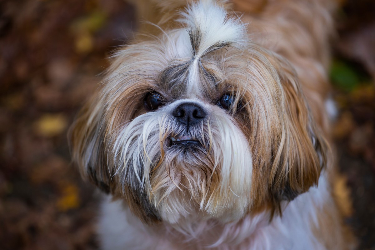 This Shih-Tzu Admiring her Paw-rent Is the Cutest Thing You'll See Today