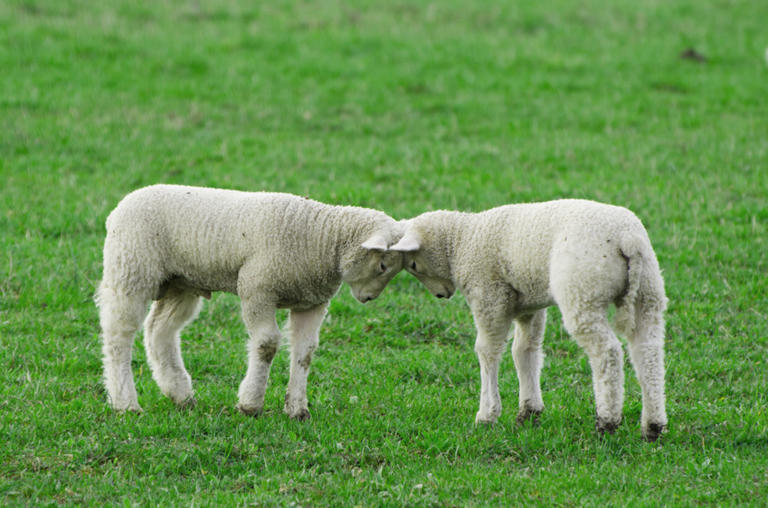 Sweet Lamb Practicing His Head Butting Skills Doesn’t Go as Planned