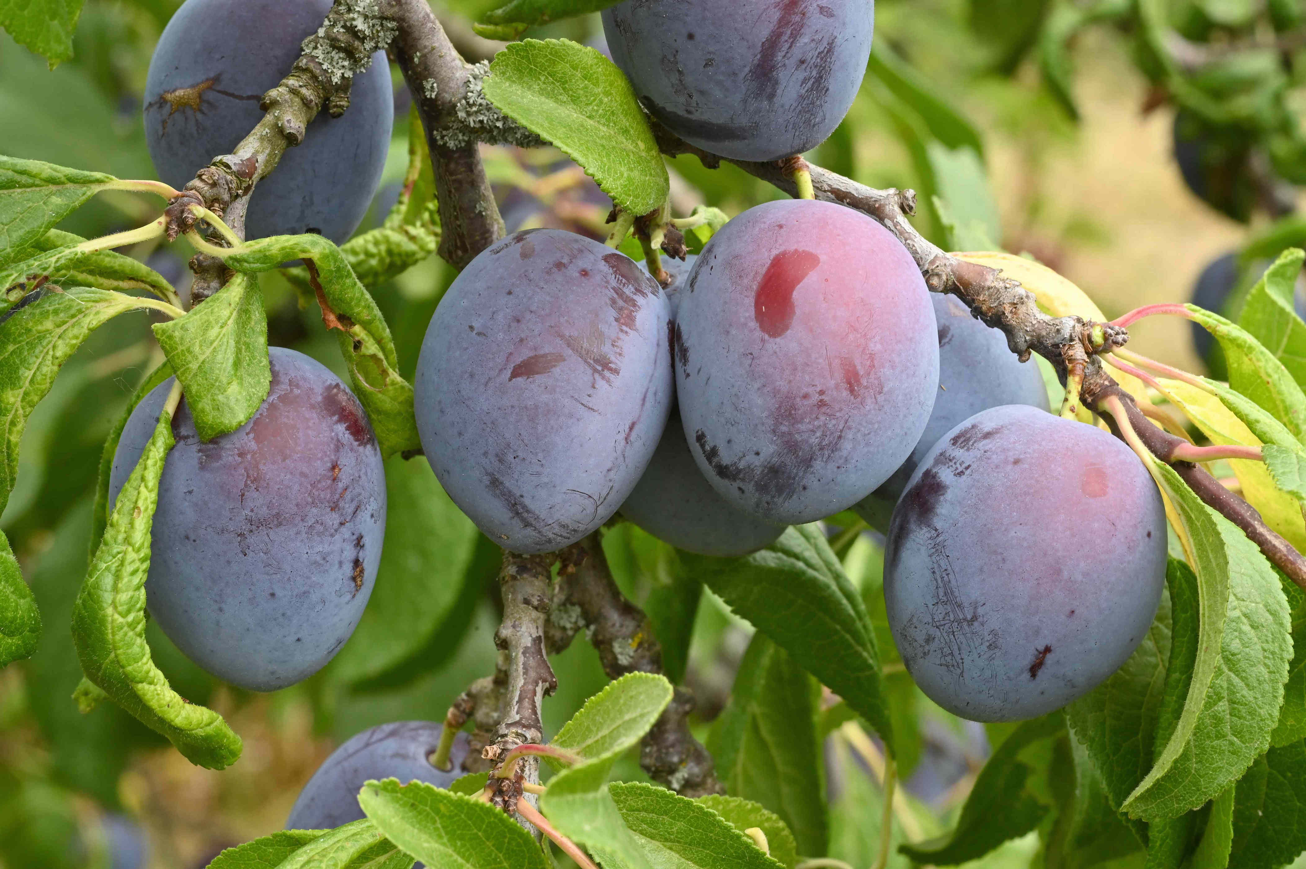 The Forgotten Fruit That Still Tastes Like My Grandmother's Kitchen