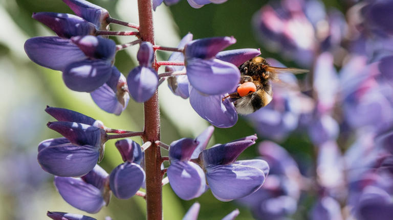 The Best Plants To Grow For A Biodiverse Garden