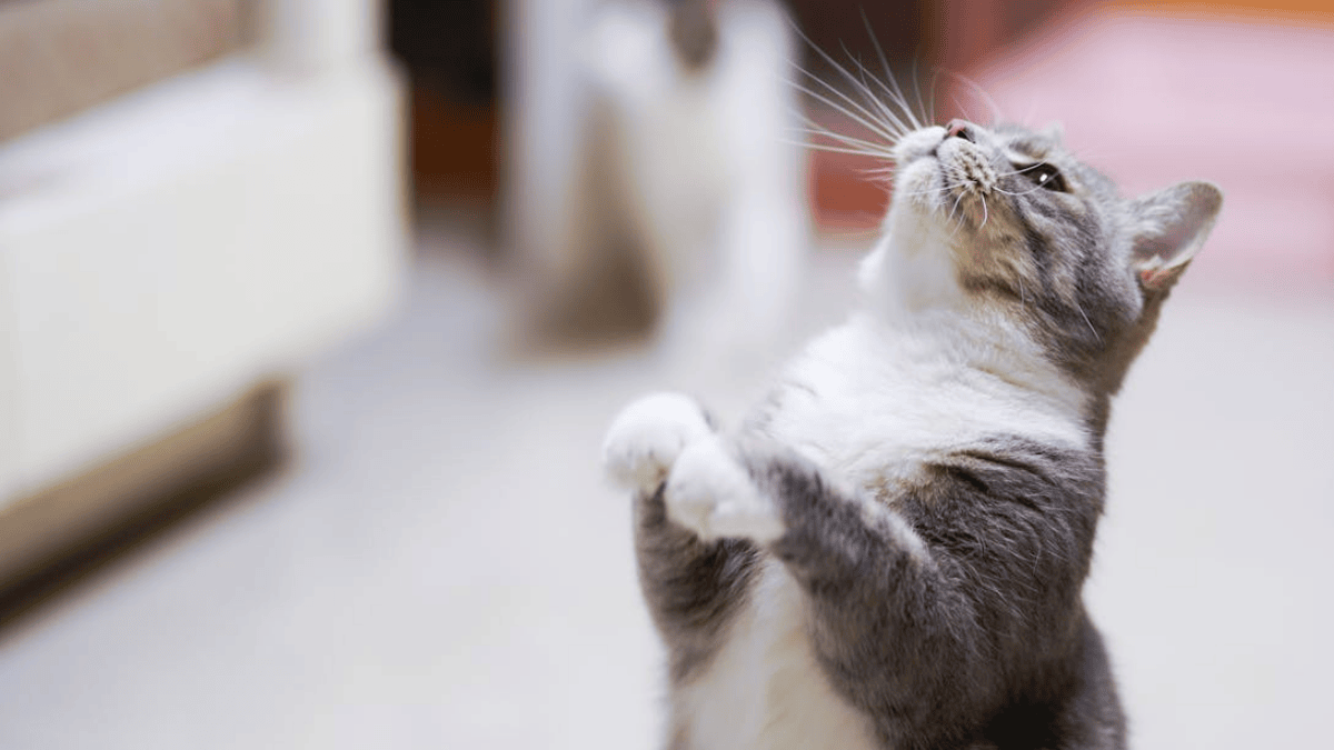 What vets say your cat does when he feels the end is near