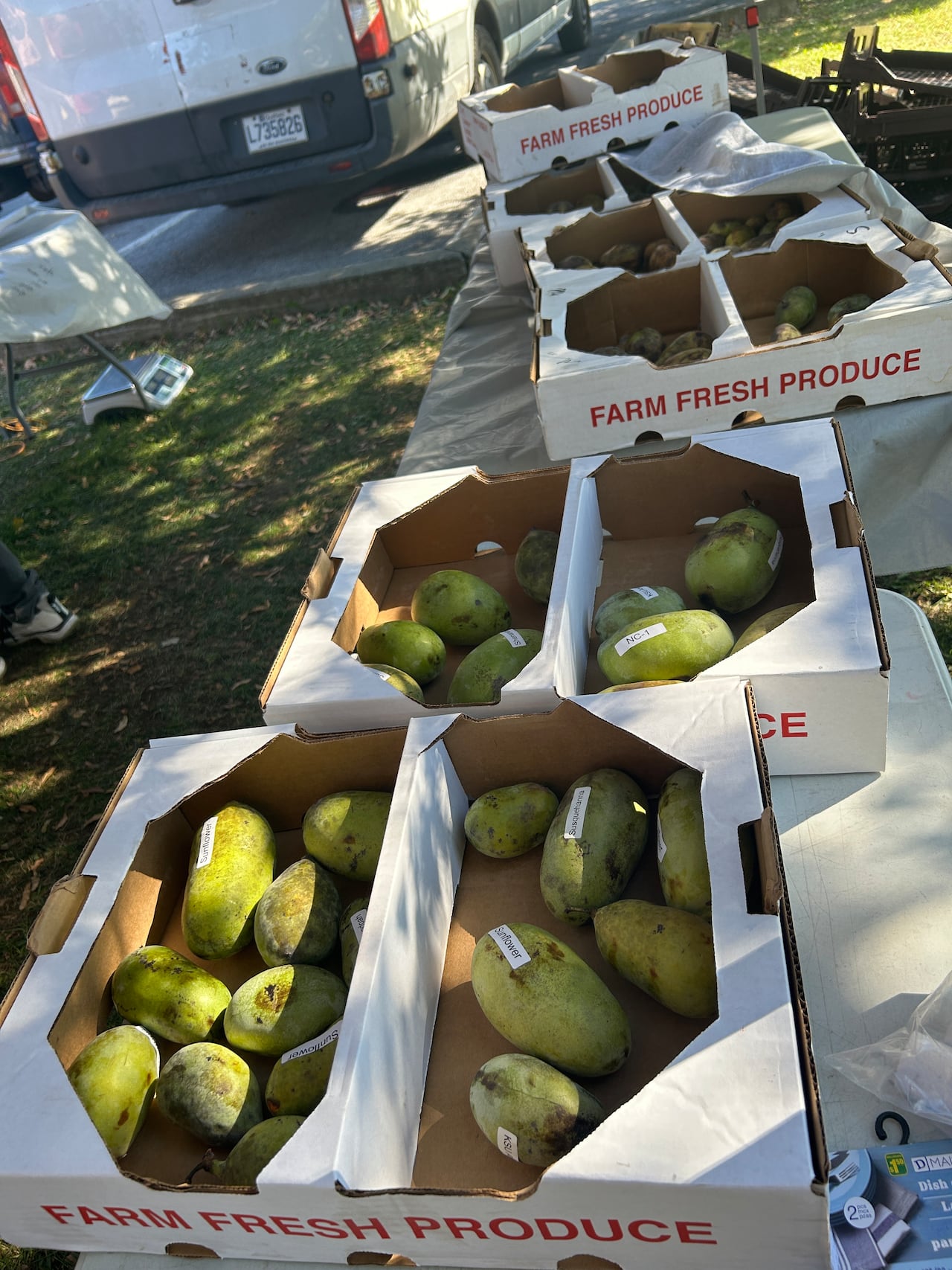 Ever heard of pawpaws? This Quebec town has a festival devoted to the special fruit