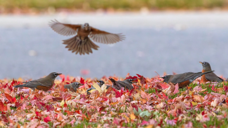 Keep Birds Coming To Your Yard This Fall With An Easy DIY Pumpkin Bird ...
