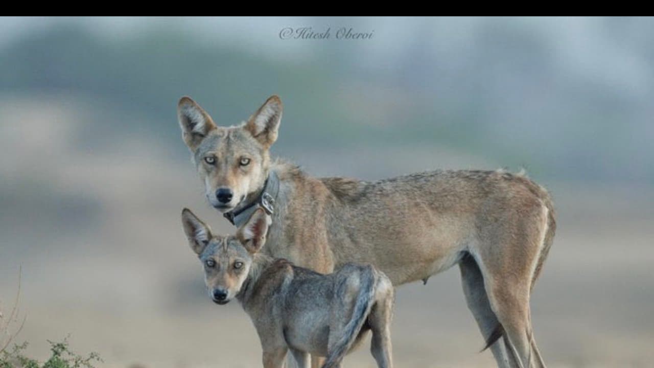 IUCN May Declare Indian Wolf Distinct Species With Just 3,000 Left in ...