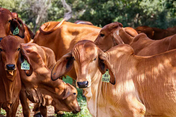Samudra Manthan and Kamadhenu: The Myth Behind the Cow of Abundance
