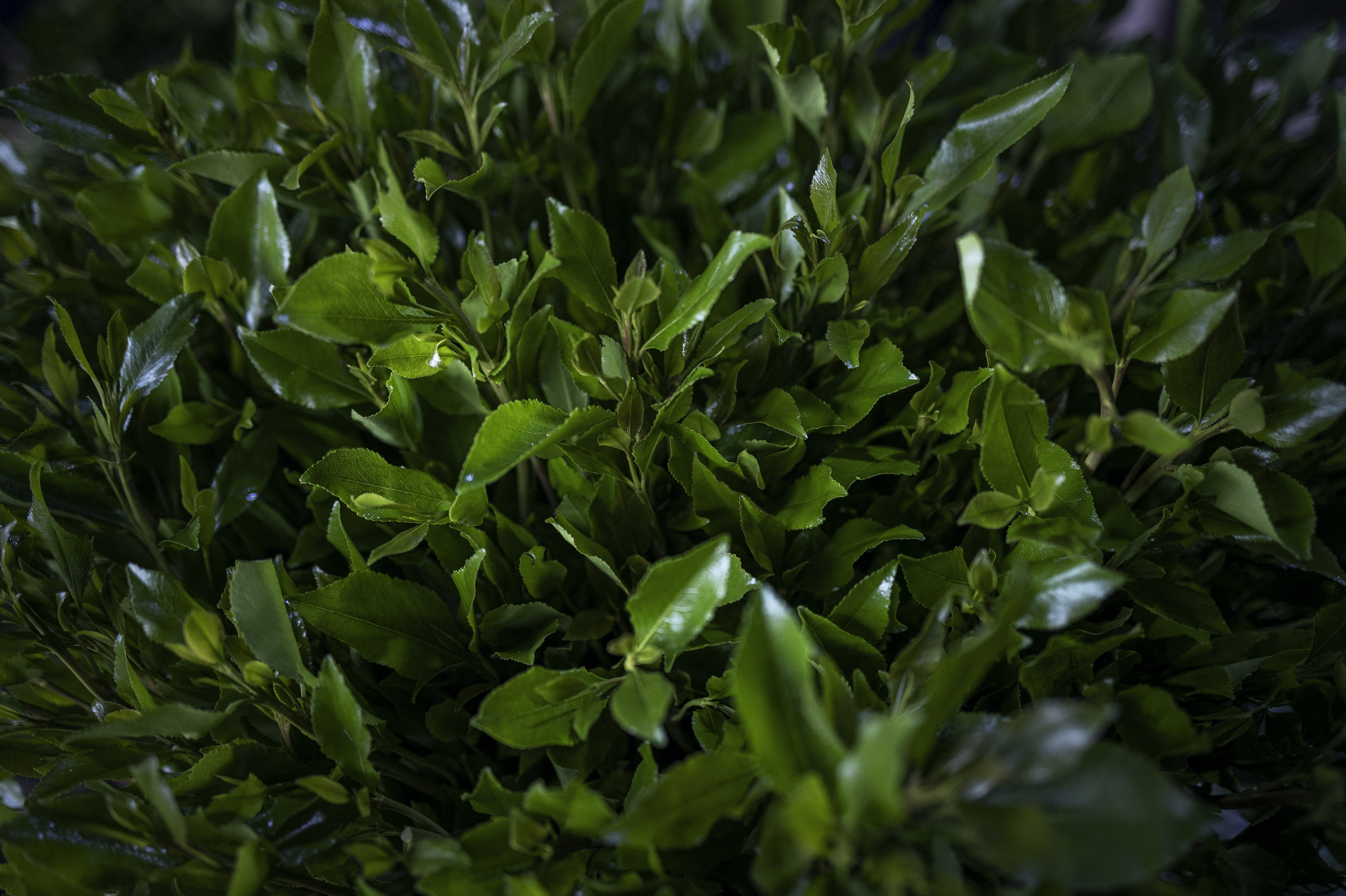 Ingen passagerer ville kendes ved taske med 61 kilo khat i tog