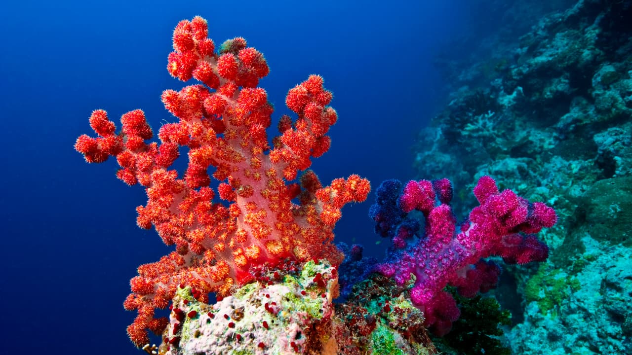 World’s coral reefs may collapse in 2026 as ocean heatwaves intensify ...