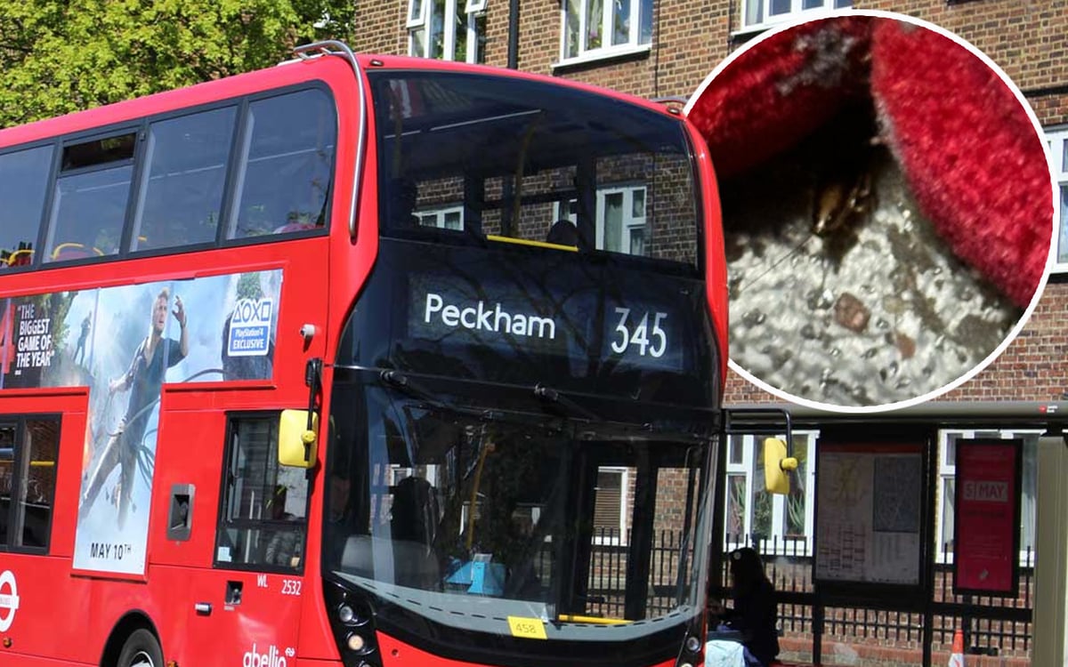 London buses are infested with cockroaches say drivers - as worst ...