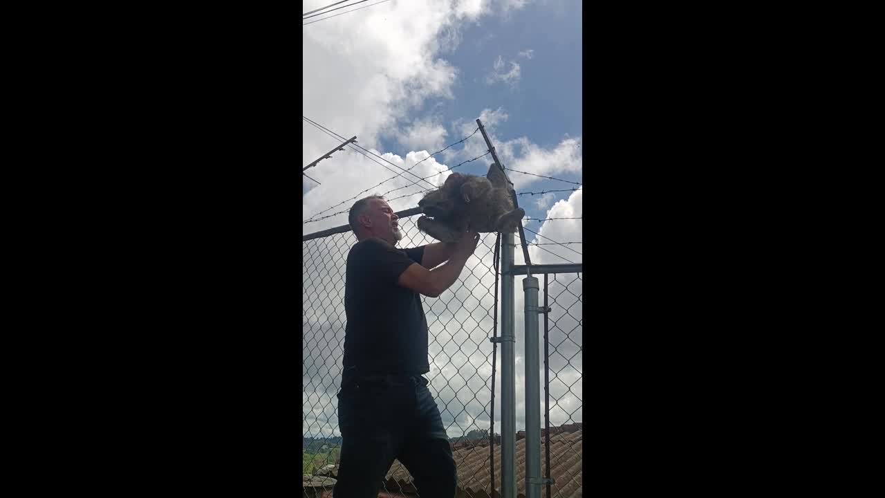 Sloth rescues after climbing barbed wire fence near warehouse in Venezuela