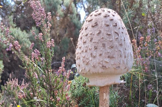 Forest rangers speak to more than a thousand people about 'special fungi'