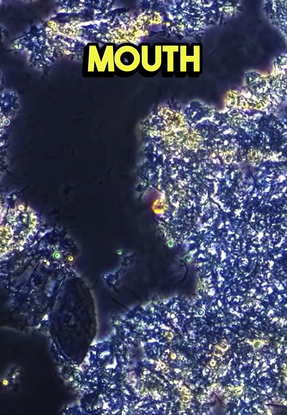 Dog Saliva Up Close Under the Microscope — You Won’t Believe This!