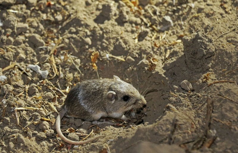 Pacific pocket mouse gains protection as endangered species candidate ...