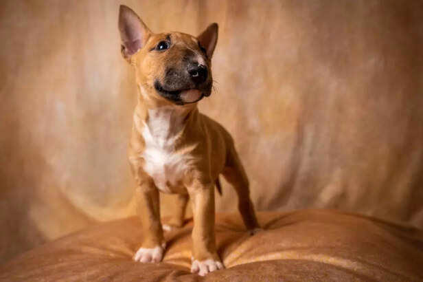 How Long Do Dogs Live? The Truth Might Surprise You!