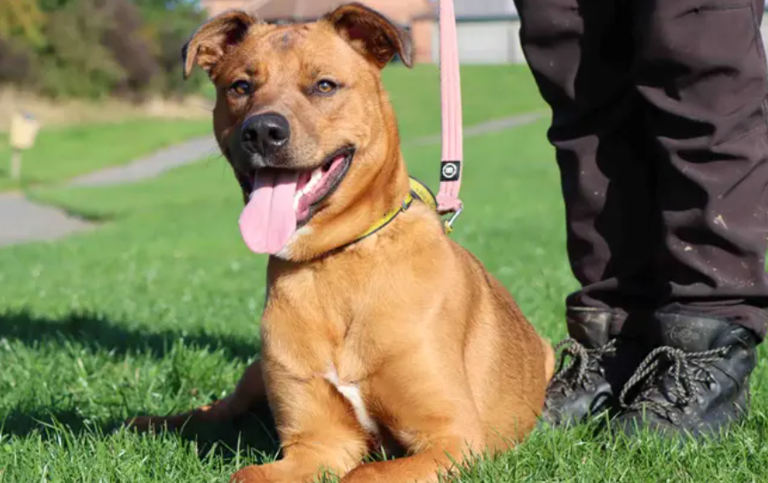 These 19 adorable Dogs Trust canines are looking for forever homes in ...