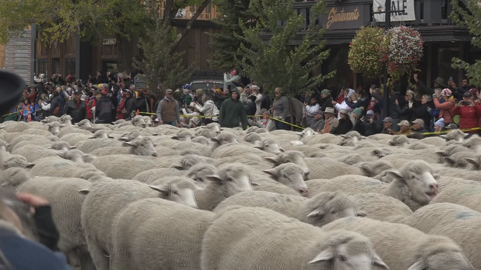 Sheep take over Main Street for Big Sheep Parade