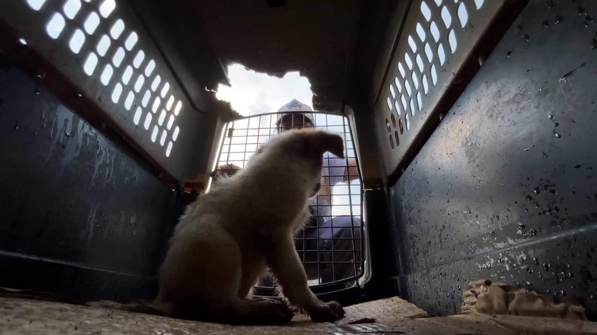 Abandoned dogs in Ethiopia's capital get little care. One woman wants ...