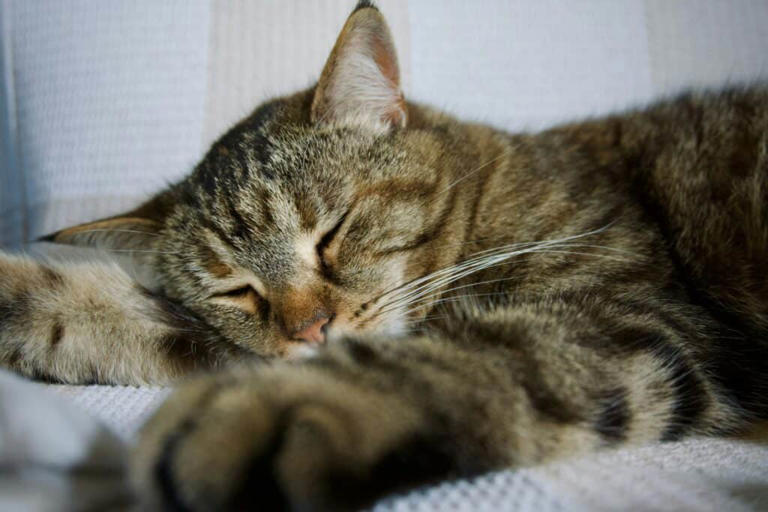Having a cat literally changes your brain (and the cat’s)