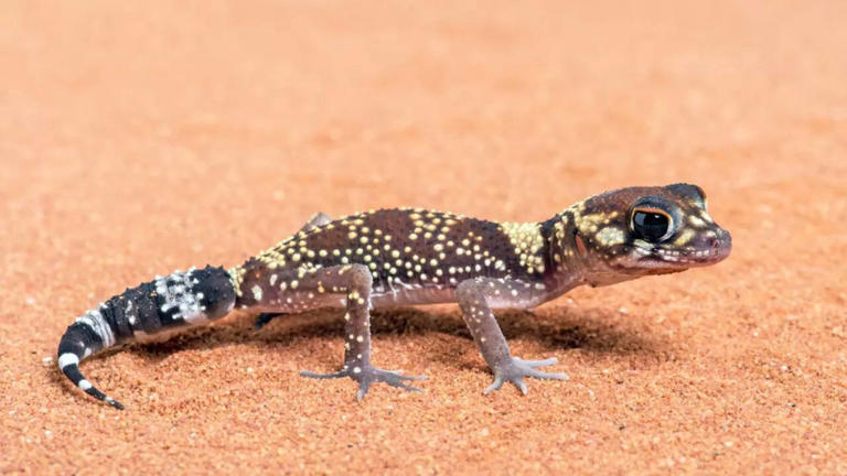 Meet Australia’s geckos: Tiny lizards that can see 350 times better at ...