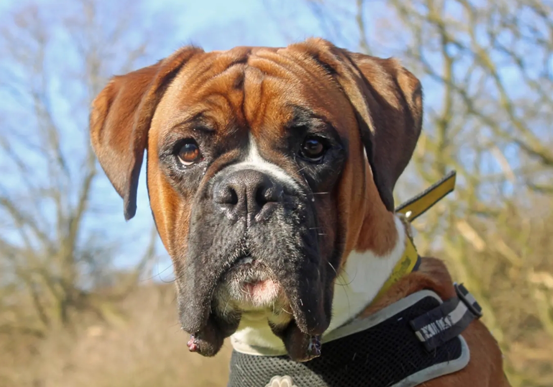 17 adorable dogs and puppies at Dogs Trust Merseyside looking for ...