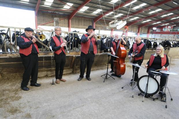 Cows treated to performance from band after loving this genre of 'moo ...