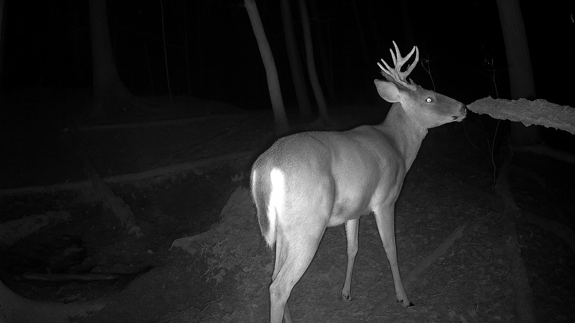 Wildlife Caught on Trail Camera: Native Animal Species in Nature