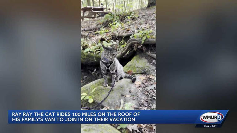 Ray Ray the cat rides 100 miles on family's van to join in on their ...