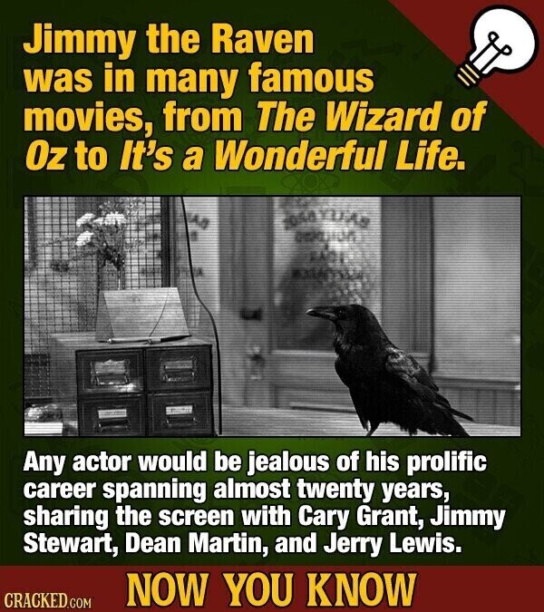 12 Things About Famous Animal Actors to Tell Your Cat