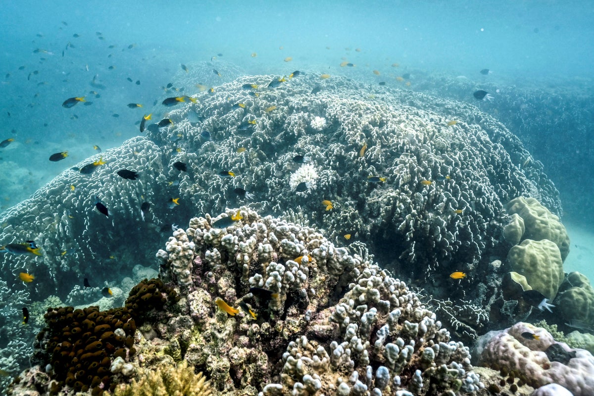 World crosses first major climate tipping point with coral reef collapse