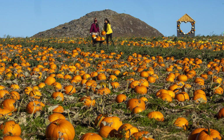 Aerial photos capture 70,000 pumpkins at one of UK’s largest patches
